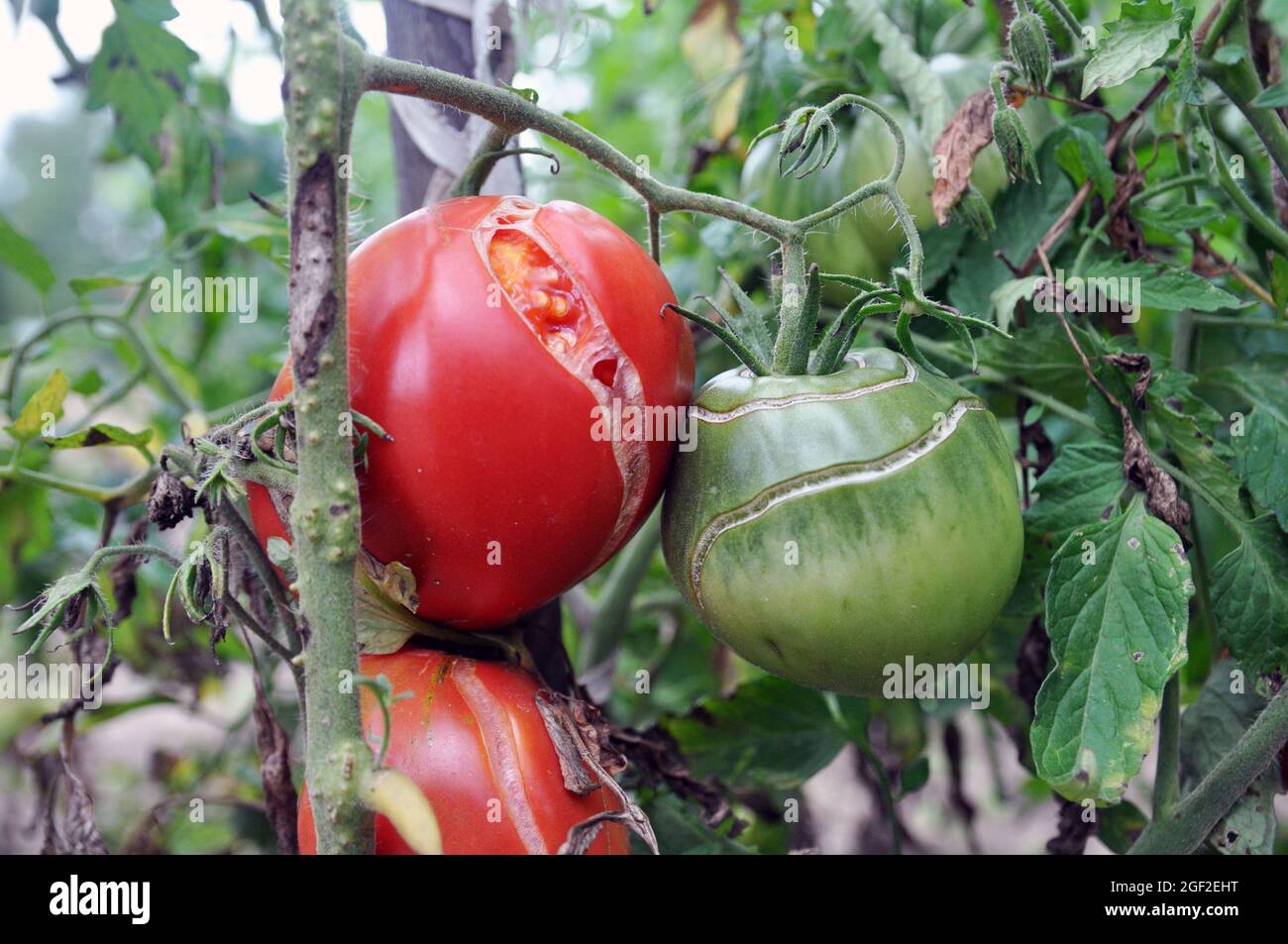 Cracking of tomato fruits on a bush during ripening. Plant diseases ...
