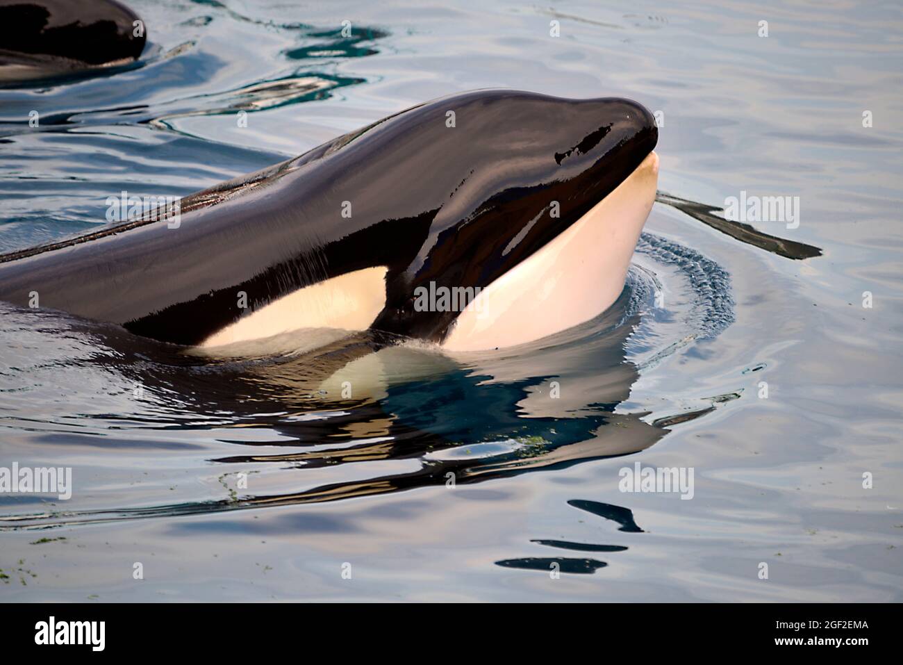 Orca head hi-res stock photography and images - Alamy