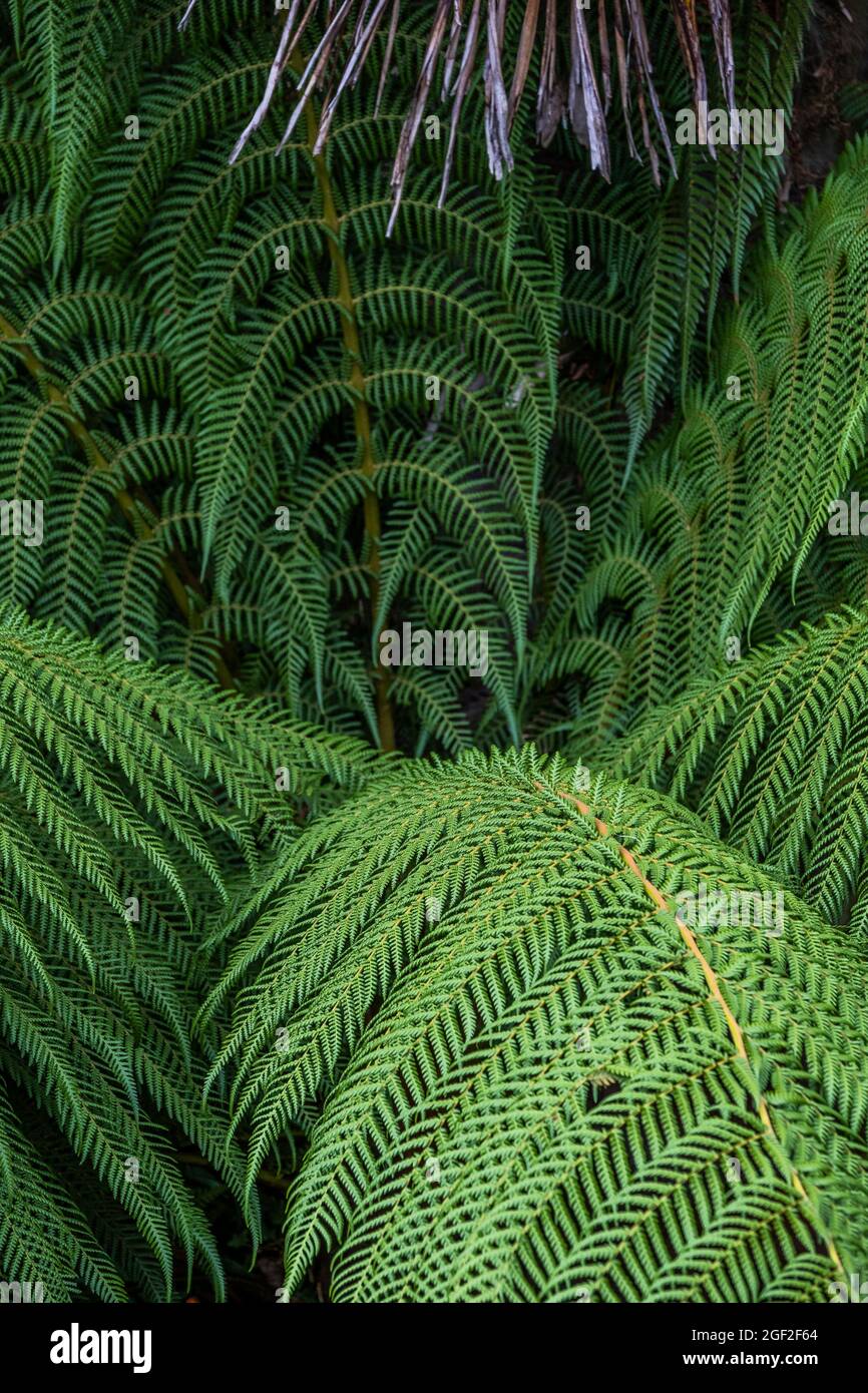 The foliage of the Soft Tree Fern Dickonsia antarctica growing in the ...