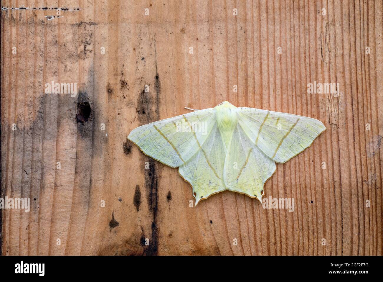 Swallow Tailed Moth; Ourapteryx sambucaria; on Wood; UK Stock Photo - Alamy