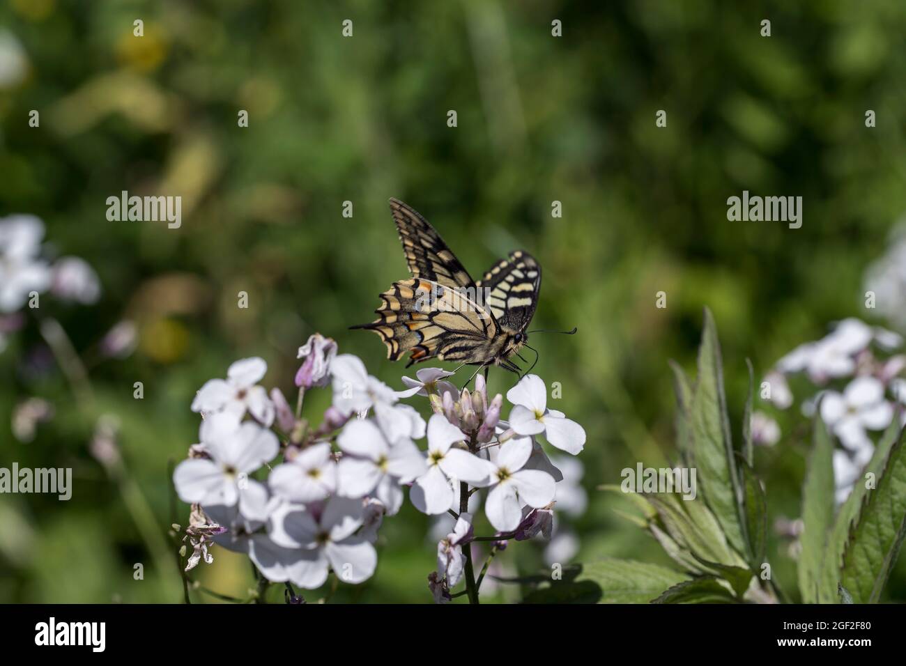 Swallowtail Butterfly Norfolk High Resolution Stock Photography and ...