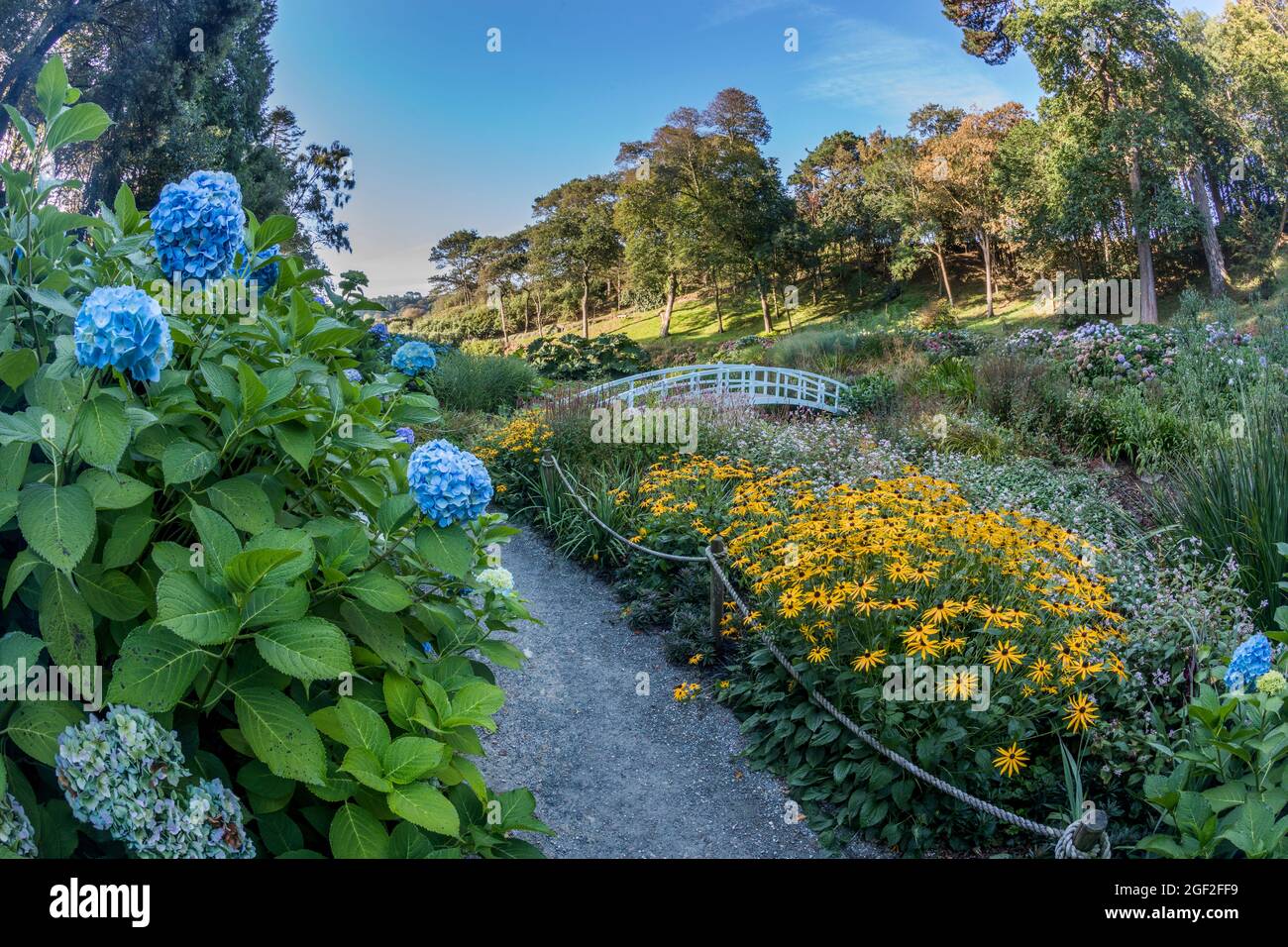 Trebah Garden; Hydrangeas; Cornwall; UK Stock Photo - Alamy