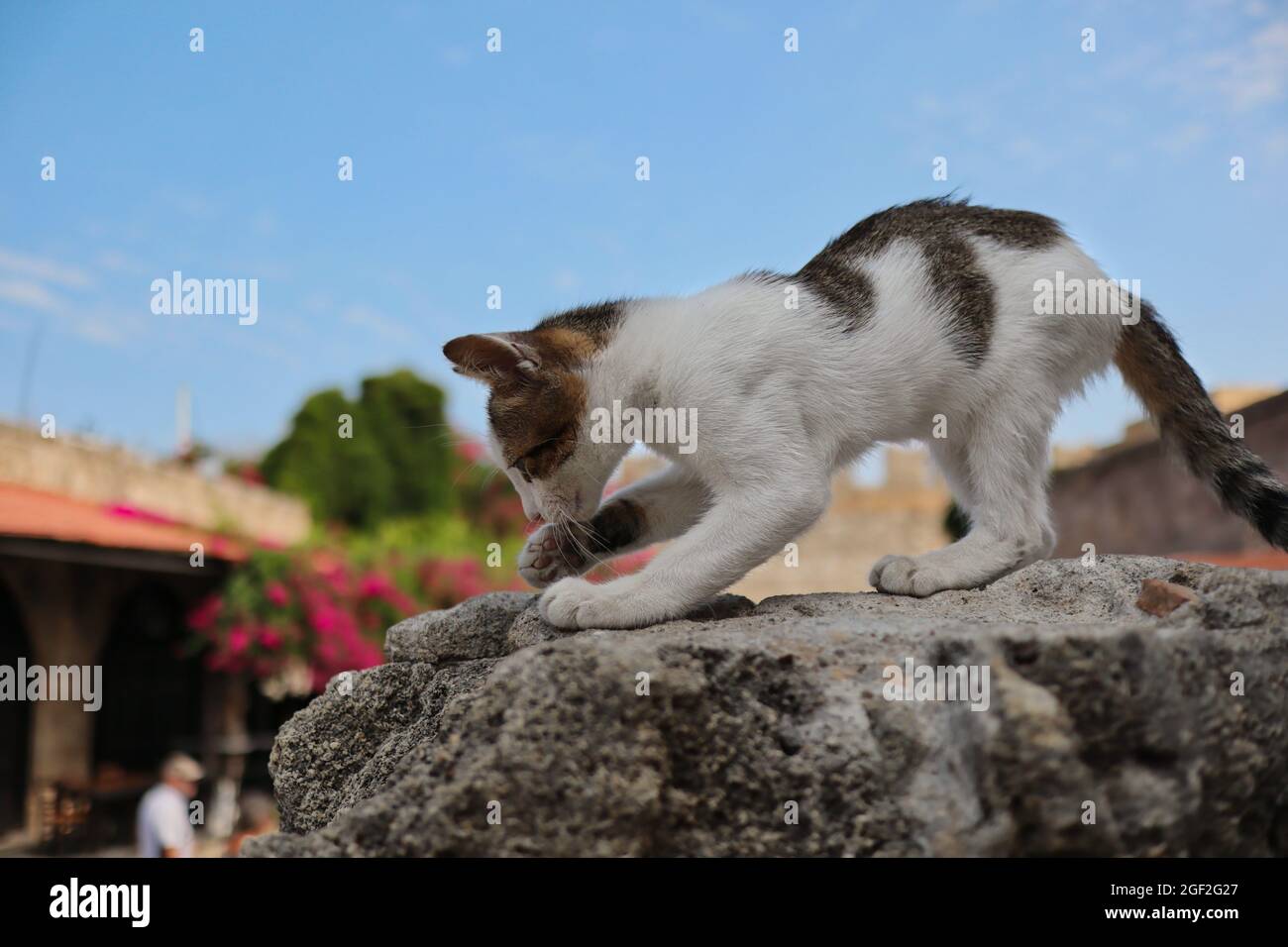 Old stone cat hi-res stock photography and images - Alamy