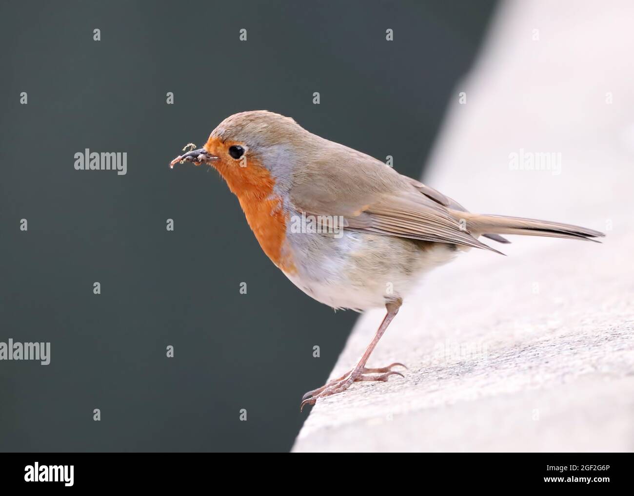 King cheetah hi-res stock photography and images - Alamy