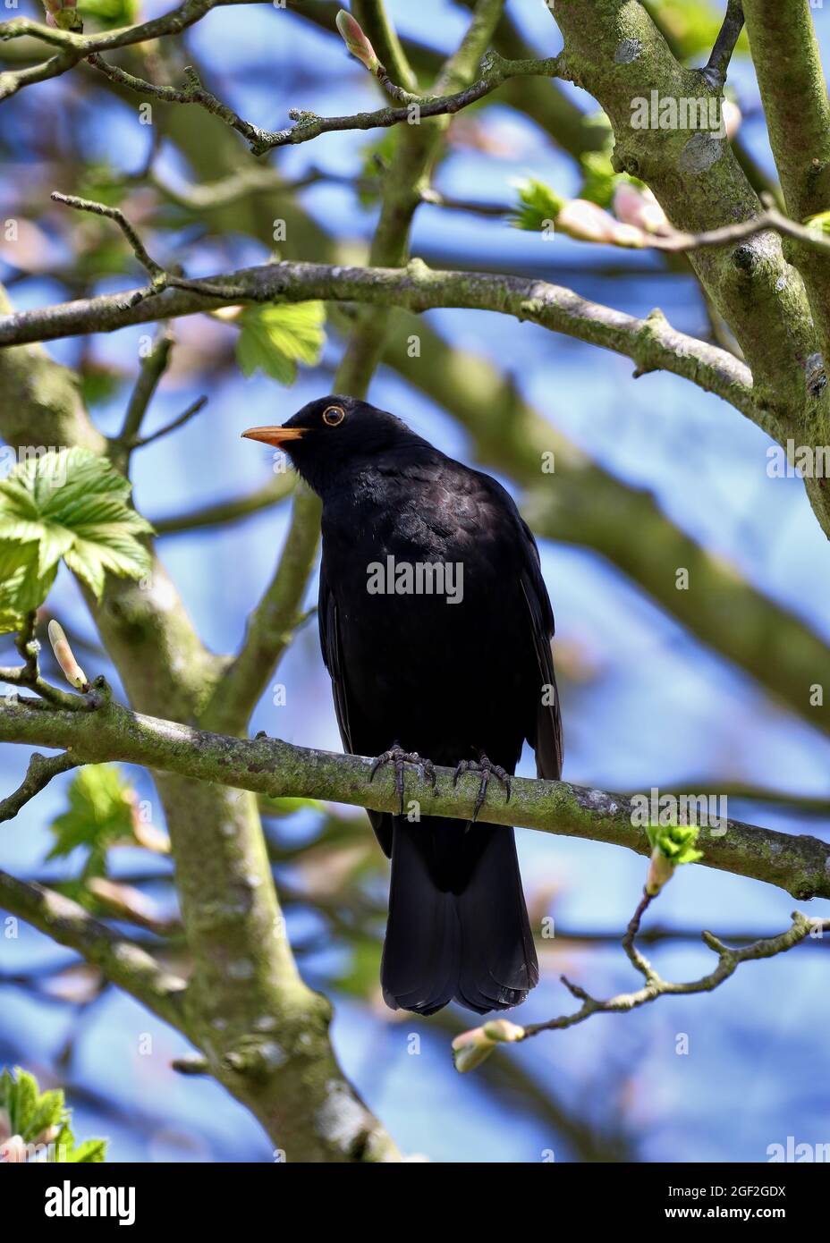Mammal cheetah king hi-res stock photography and images - Alamy
