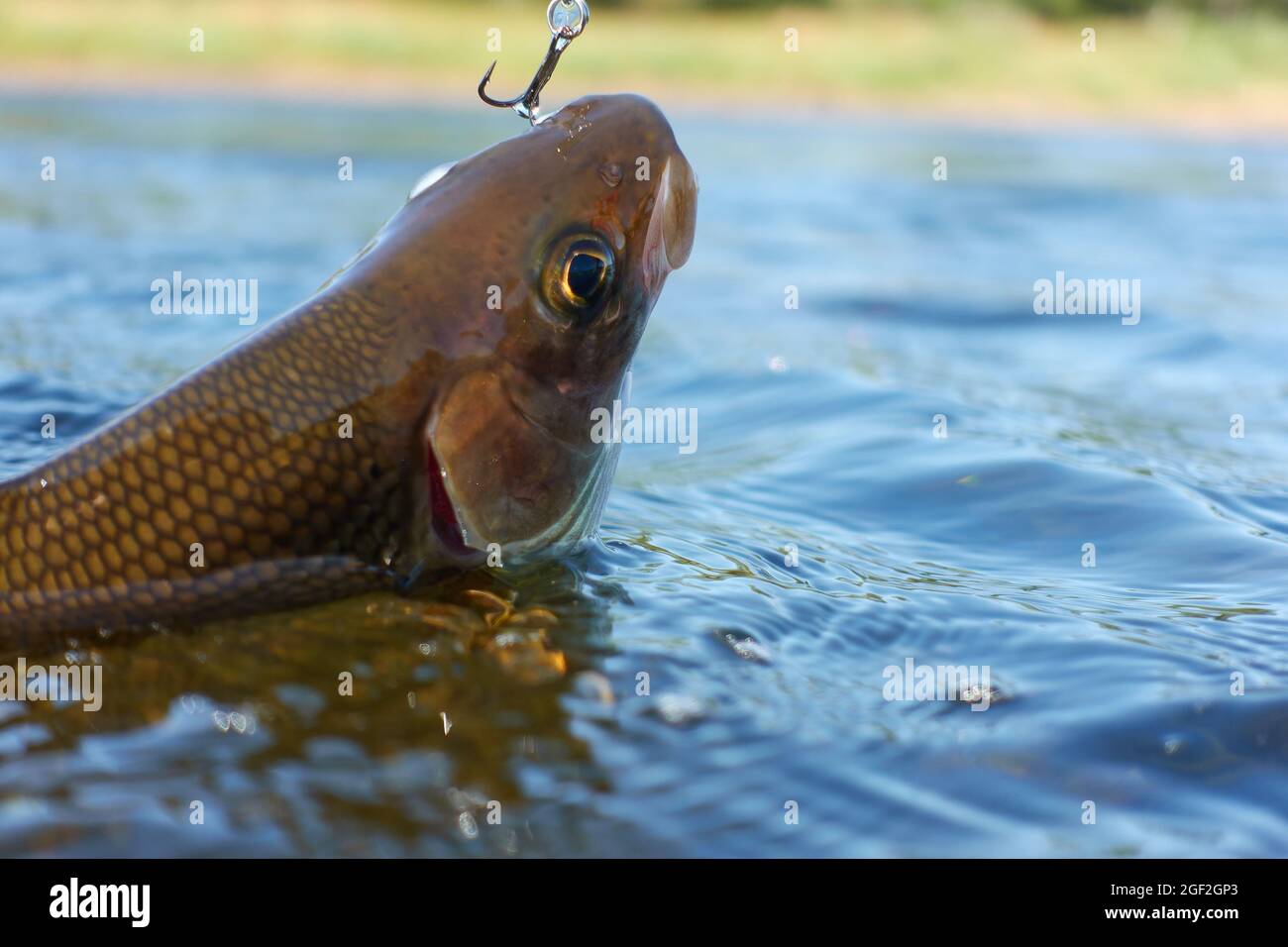 Grayling fish hi-res stock photography and images - Alamy