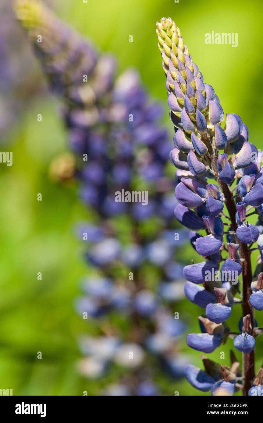 Lupine petals hi-res stock photography and images - Alamy
