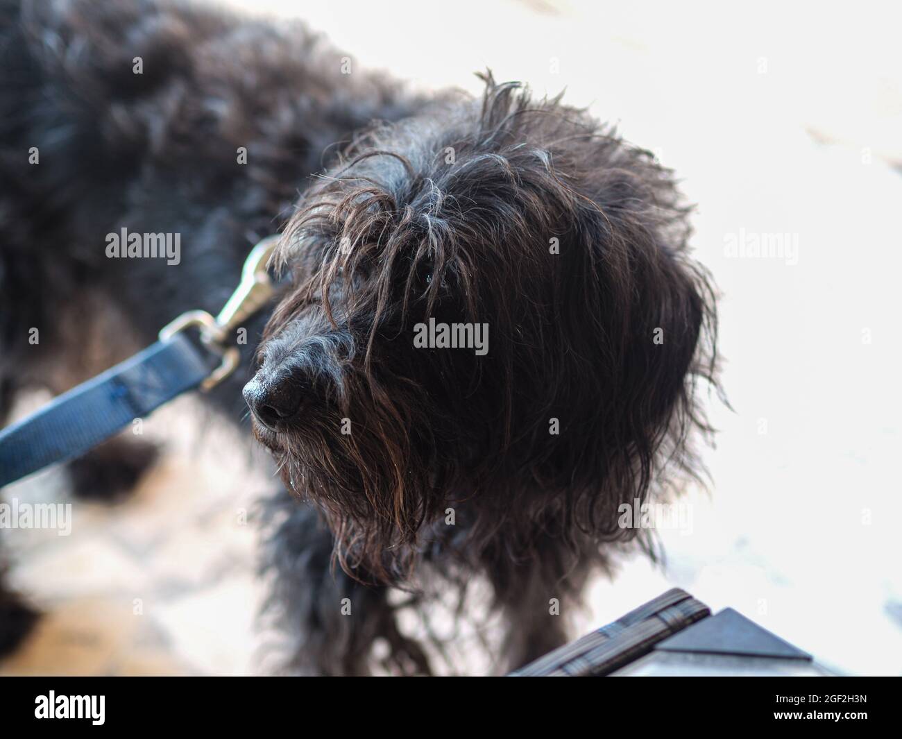Bergamasco sheepdog or bergamese shepherd hi-res stock photography and ...