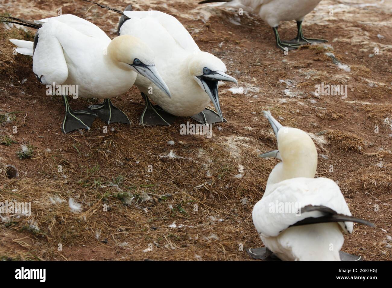 Fighting gannets hi-res stock photography and images - Alamy