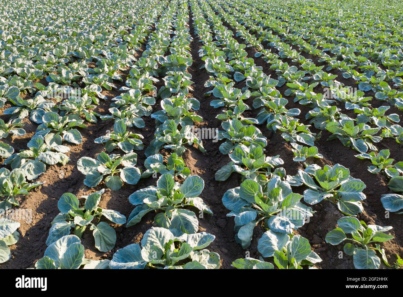 Drone flies over rows of cabbage in an agricultural field Stock Photo ...