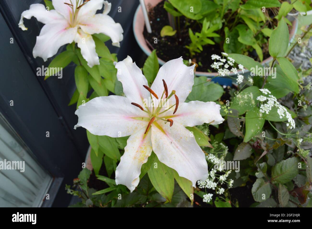 Rare flowers hi-res stock photography and images - Alamy