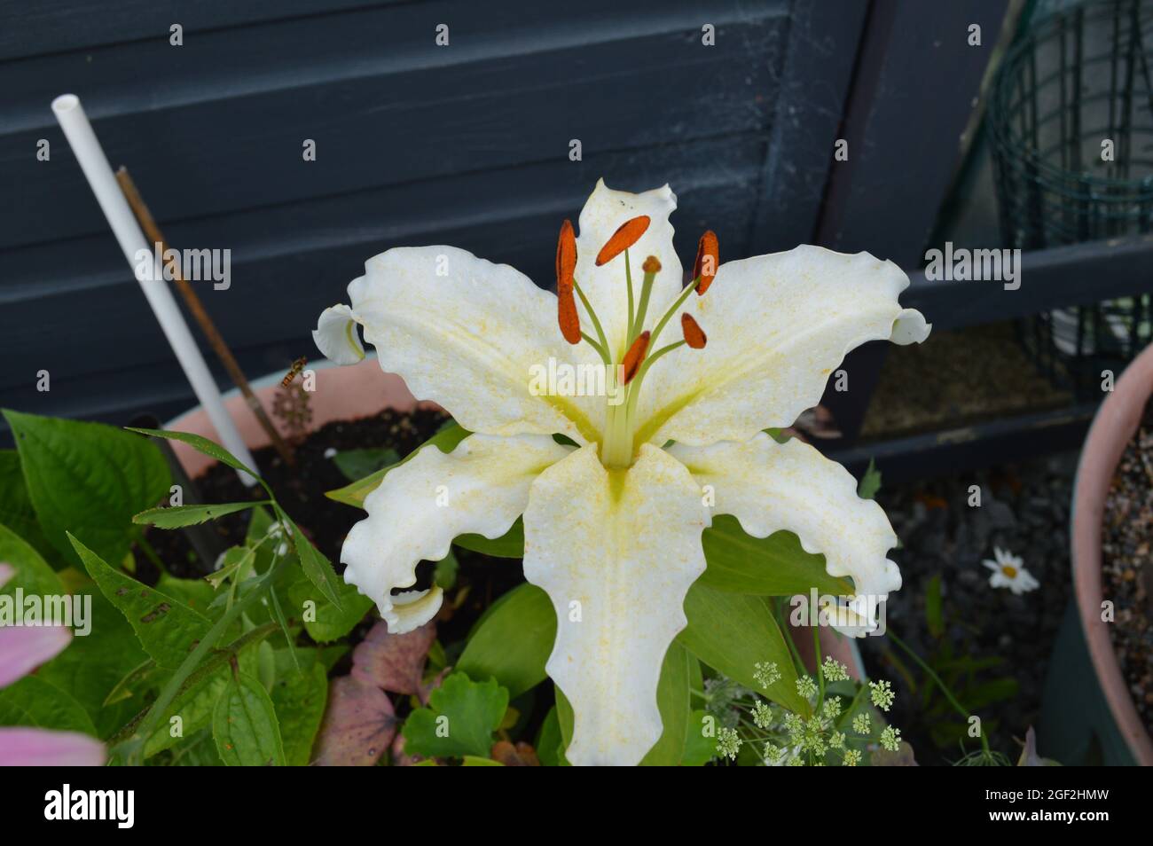 Rare flowers hi-res stock photography and images - Alamy