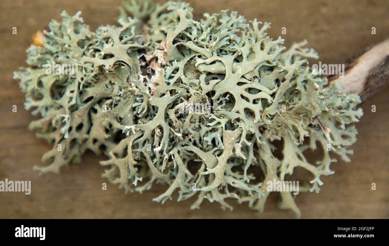Conifer detail hi-res stock photography and images - Alamy
