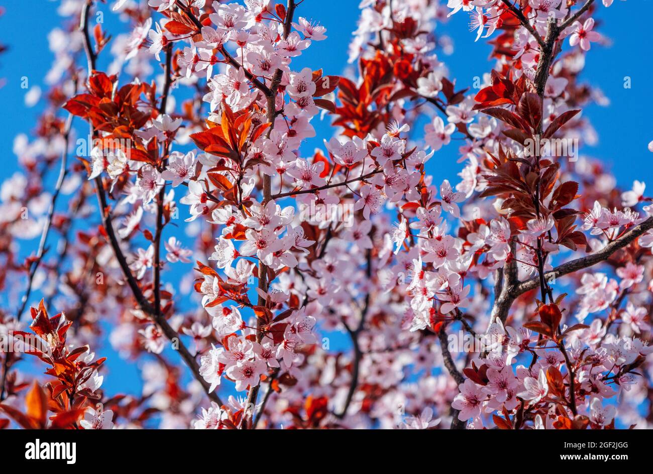 Beautiful blooming cherry tree branches with pink flowers growing in a ...