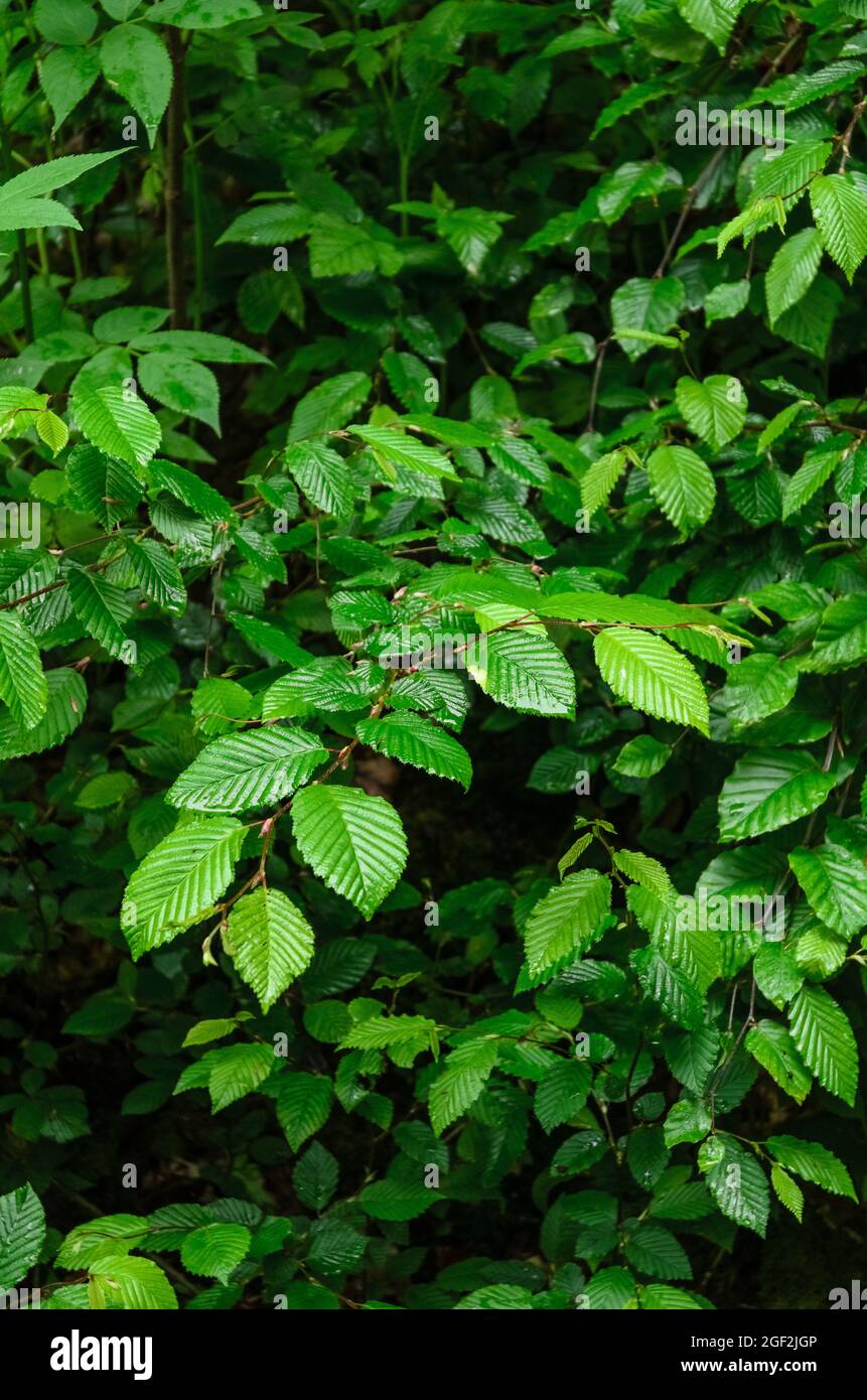 Birch family betulaceae hi-res stock photography and images - Alamy