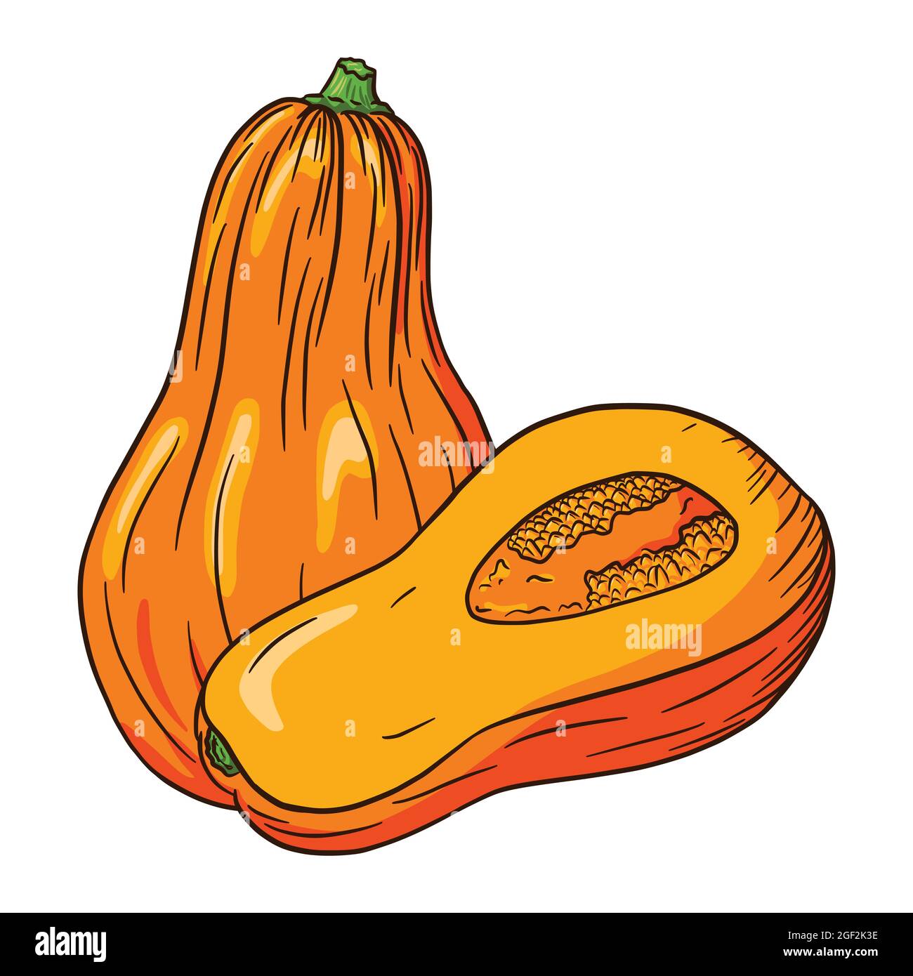 Squash Sketch