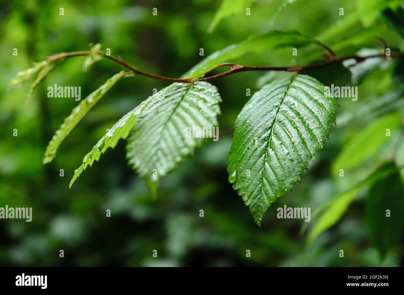 Birch family betulaceae hi-res stock photography and images - Alamy