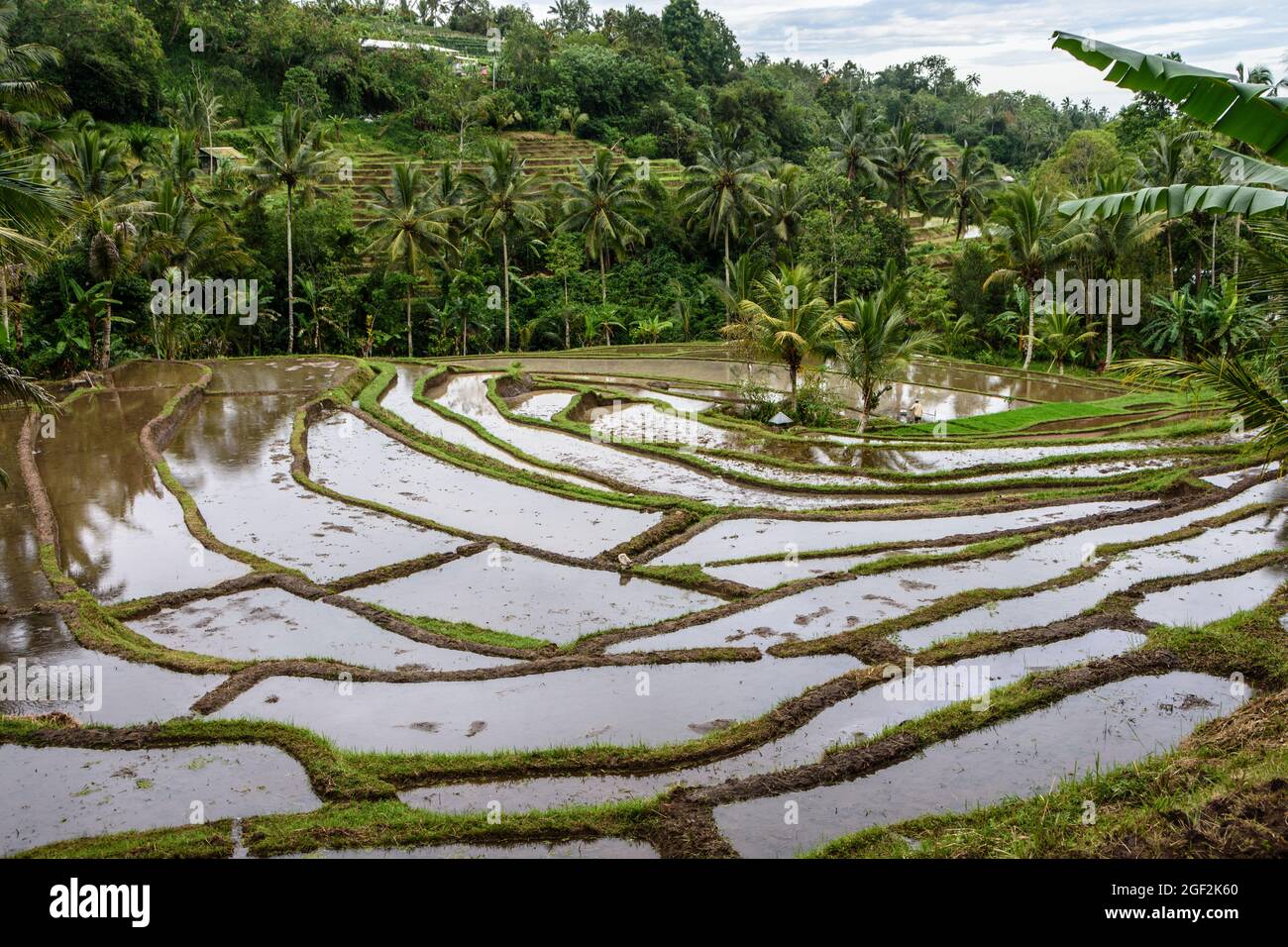Jatiluwih rice fields in central Bali, Indonesia Stock Photo - Alamy