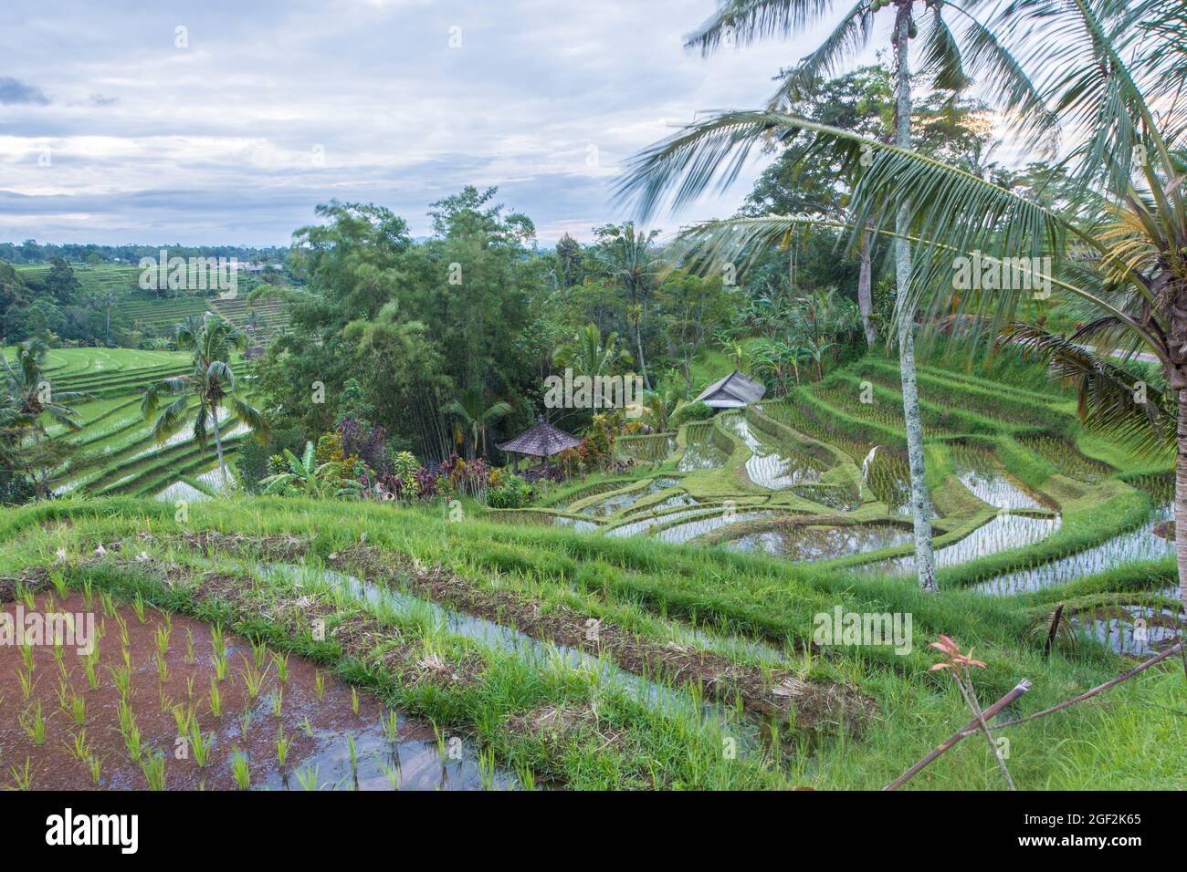 Jatiluwih rice fields in central Bali, Indonesia Stock Photo - Alamy