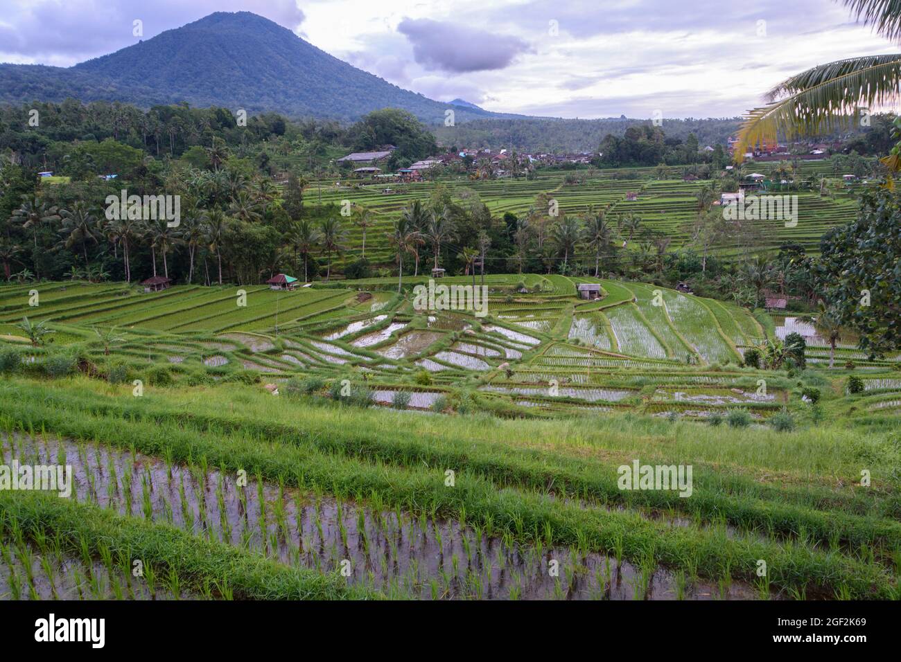 Jatiluwih rice fields in central Bali, Indonesia Stock Photo - Alamy