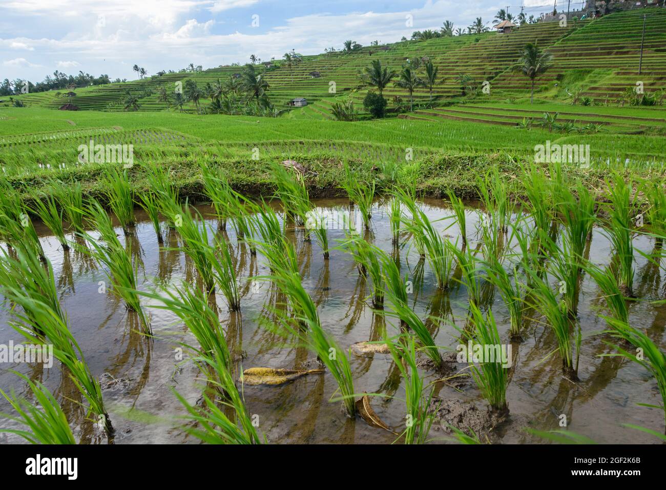 Jatiluwih rice fields in central Bali, Indonesia Stock Photo - Alamy