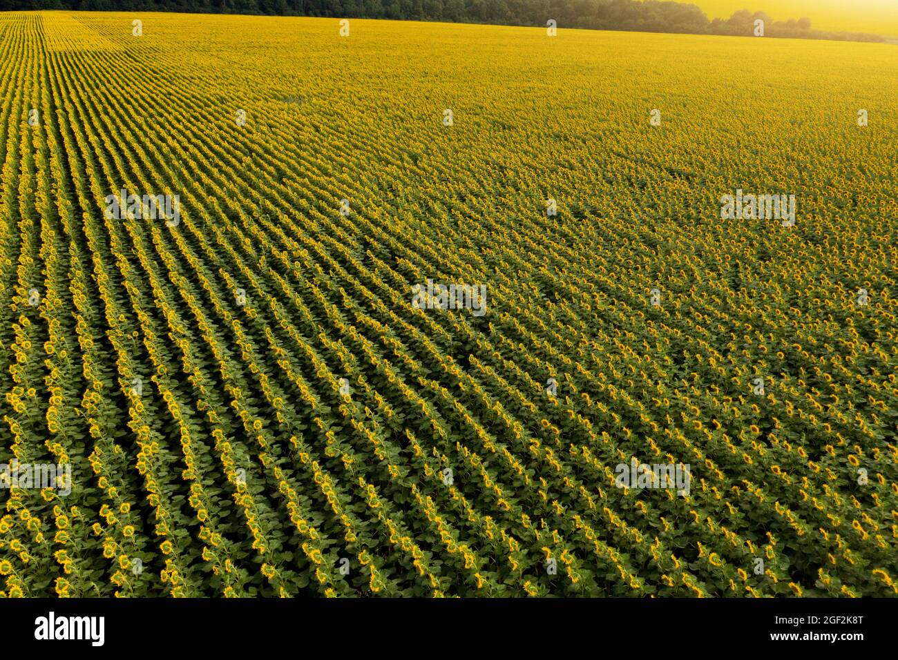 Aerial view of agricultural sunflower field Stock Photo - Alamy