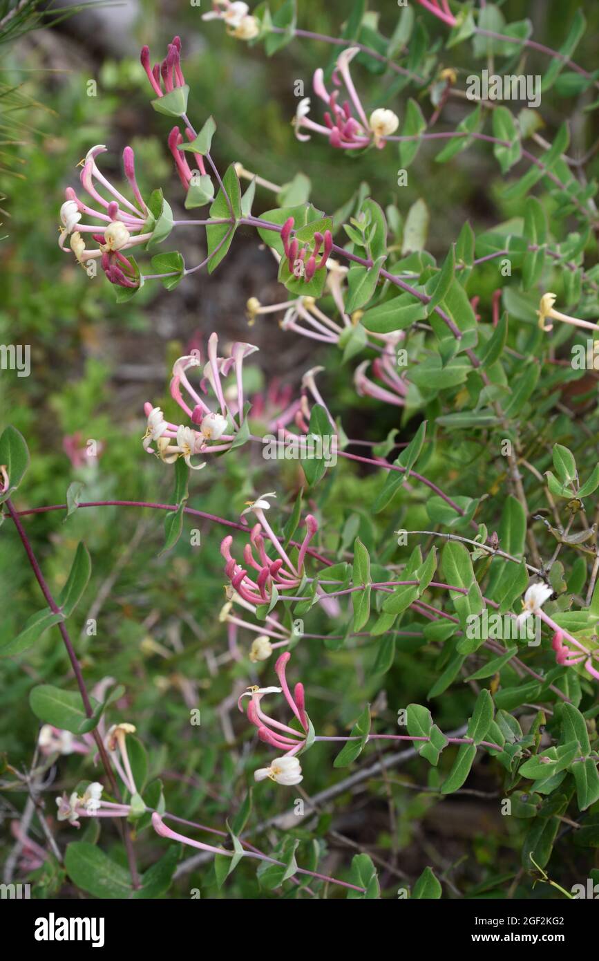 Lonicera Implexa High Resolution Stock Photography and Images - Alamy