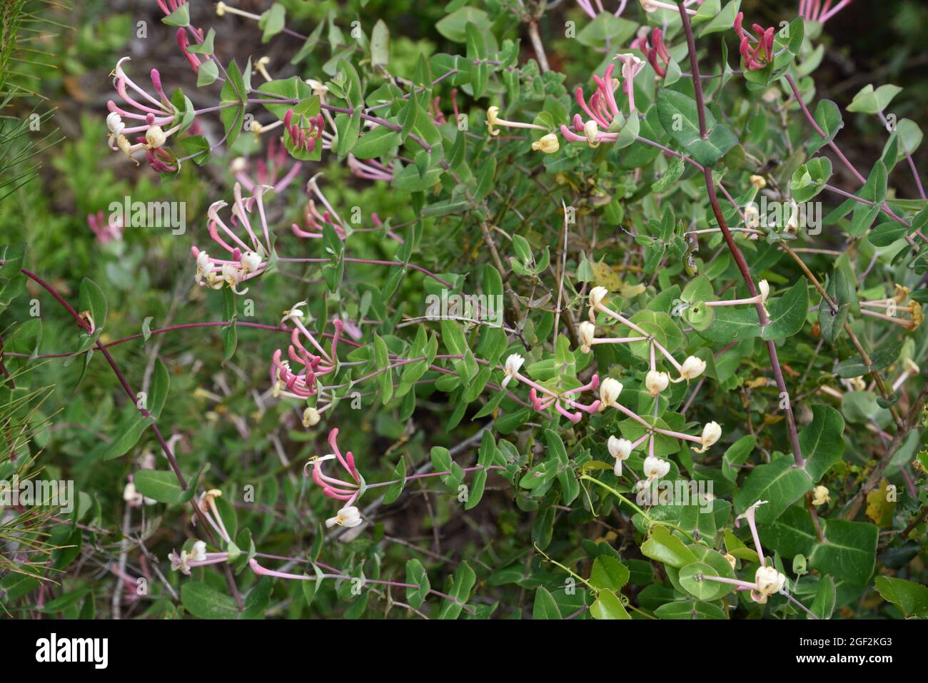 Evergreen honeysuckle hi-res stock photography and images - Alamy