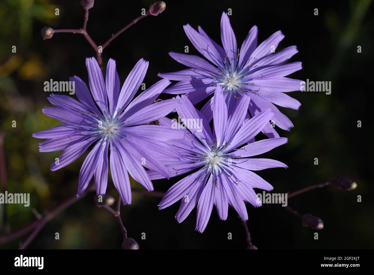 Three Flowers of Blue Lettuce, Lactuca perennis, aka Mountain Lettuce ...