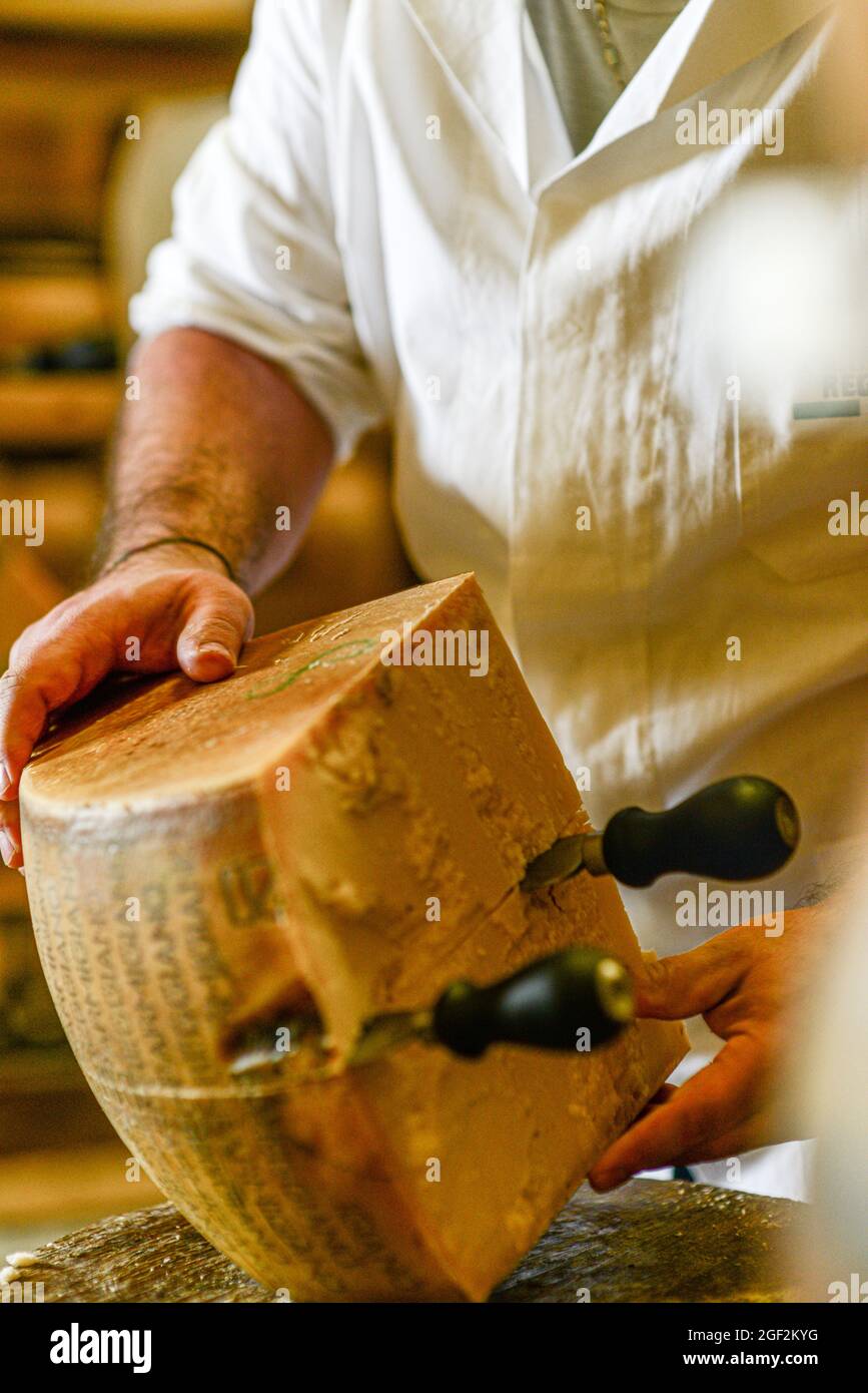 PARMA, ITALY - Jan 18, 2021: A cheese maker cutting parmesan cheese ...