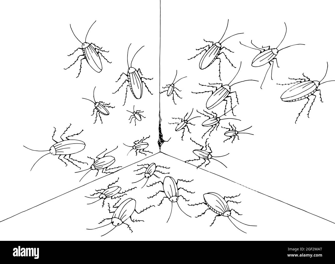 Cockroach crawling out of the corner graphic black white sketch ...
