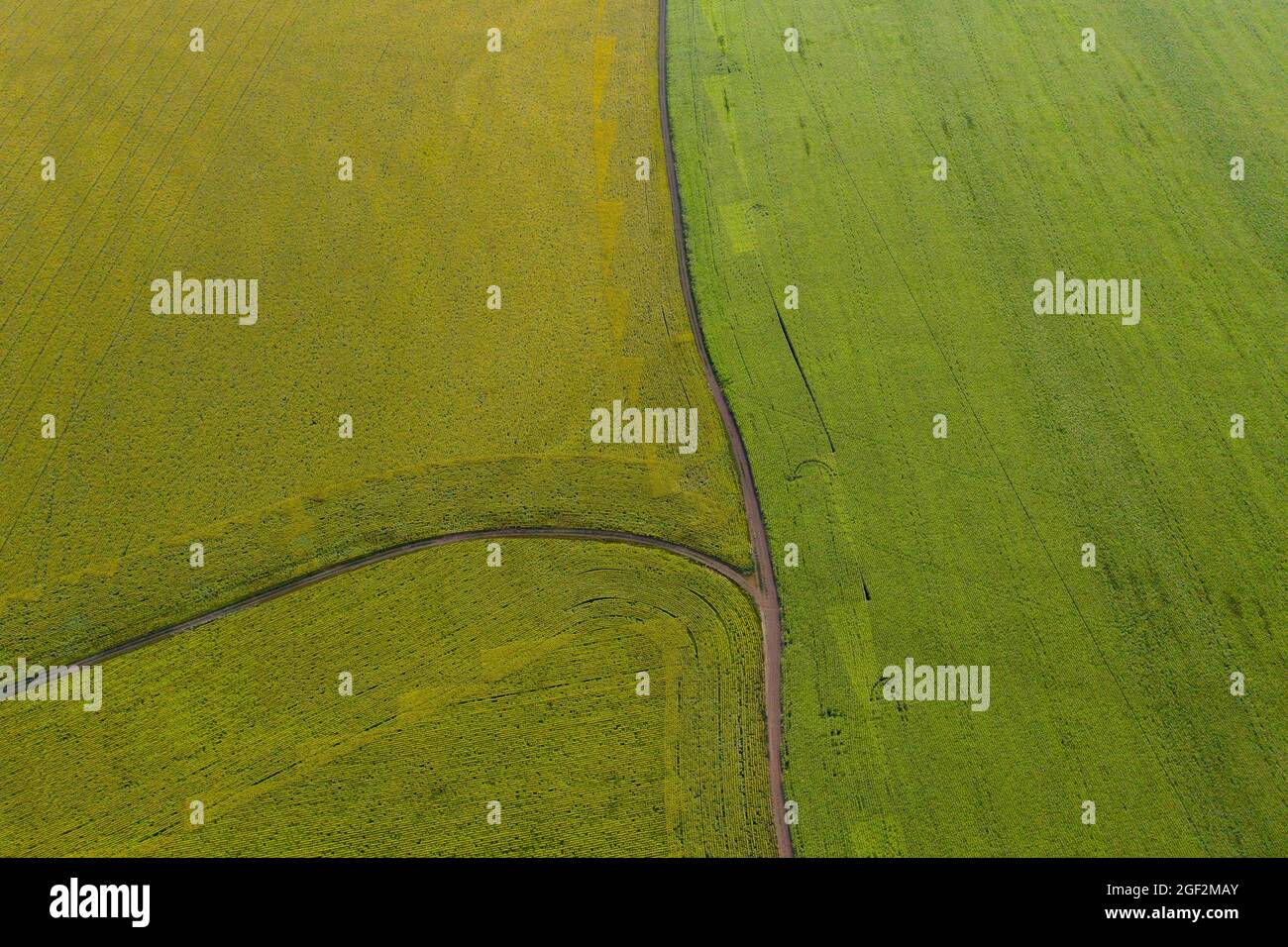 Road between sunflower and corn fields Stock Photo - Alamy