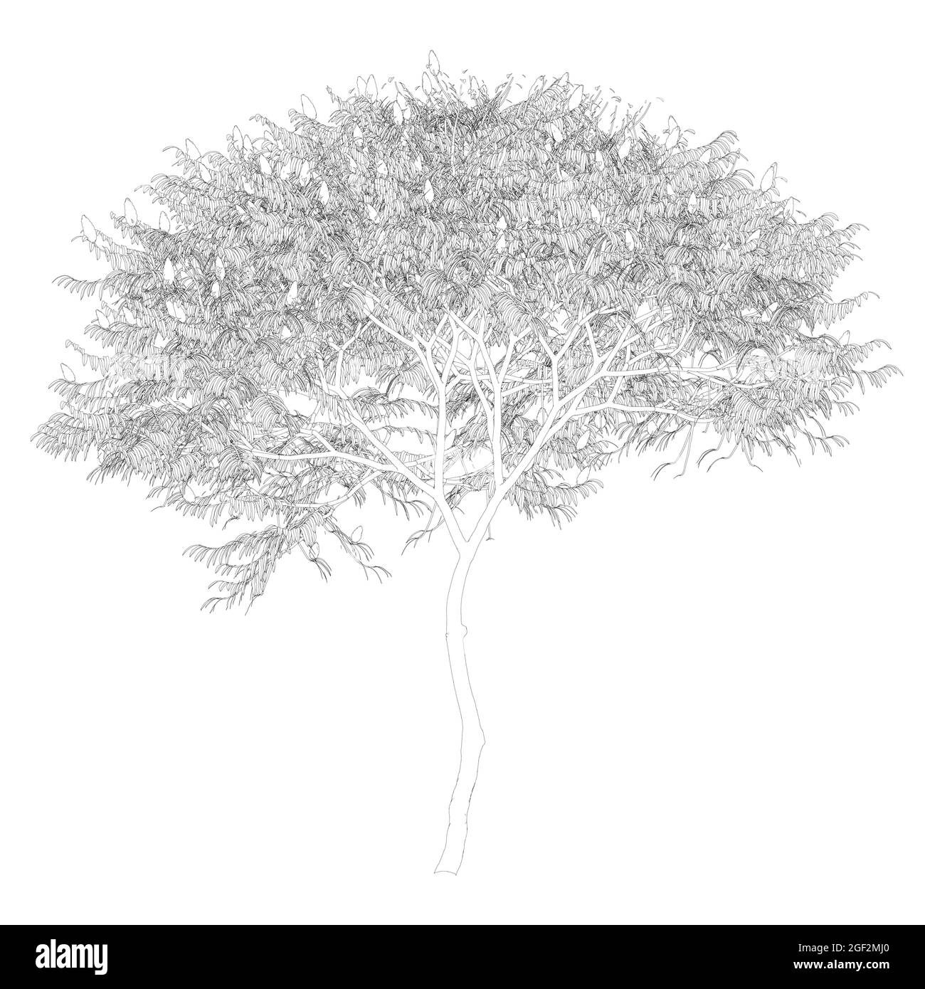 Contour of a large tree with many leaves from black lines, isolated on ...