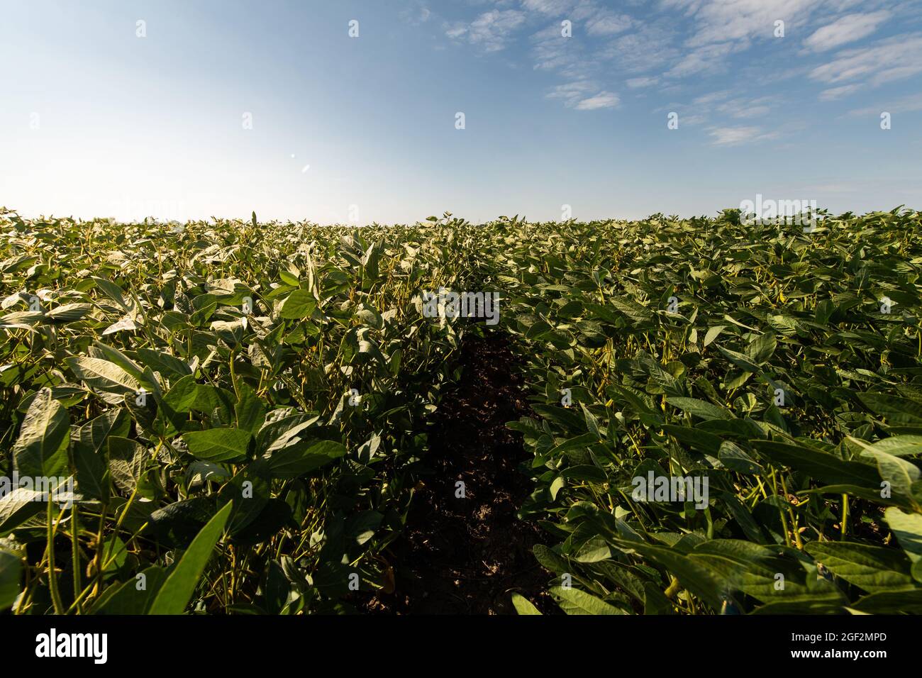 Open soybean field at sunset.Soybean field Stock Photo - Alamy