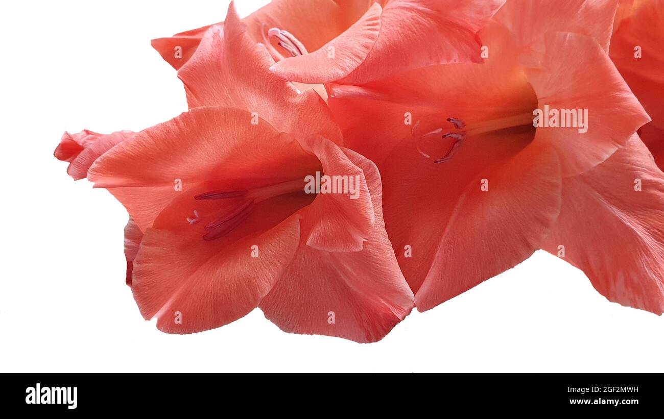 Orange gladiolus in close up Stock Photo - Alamy