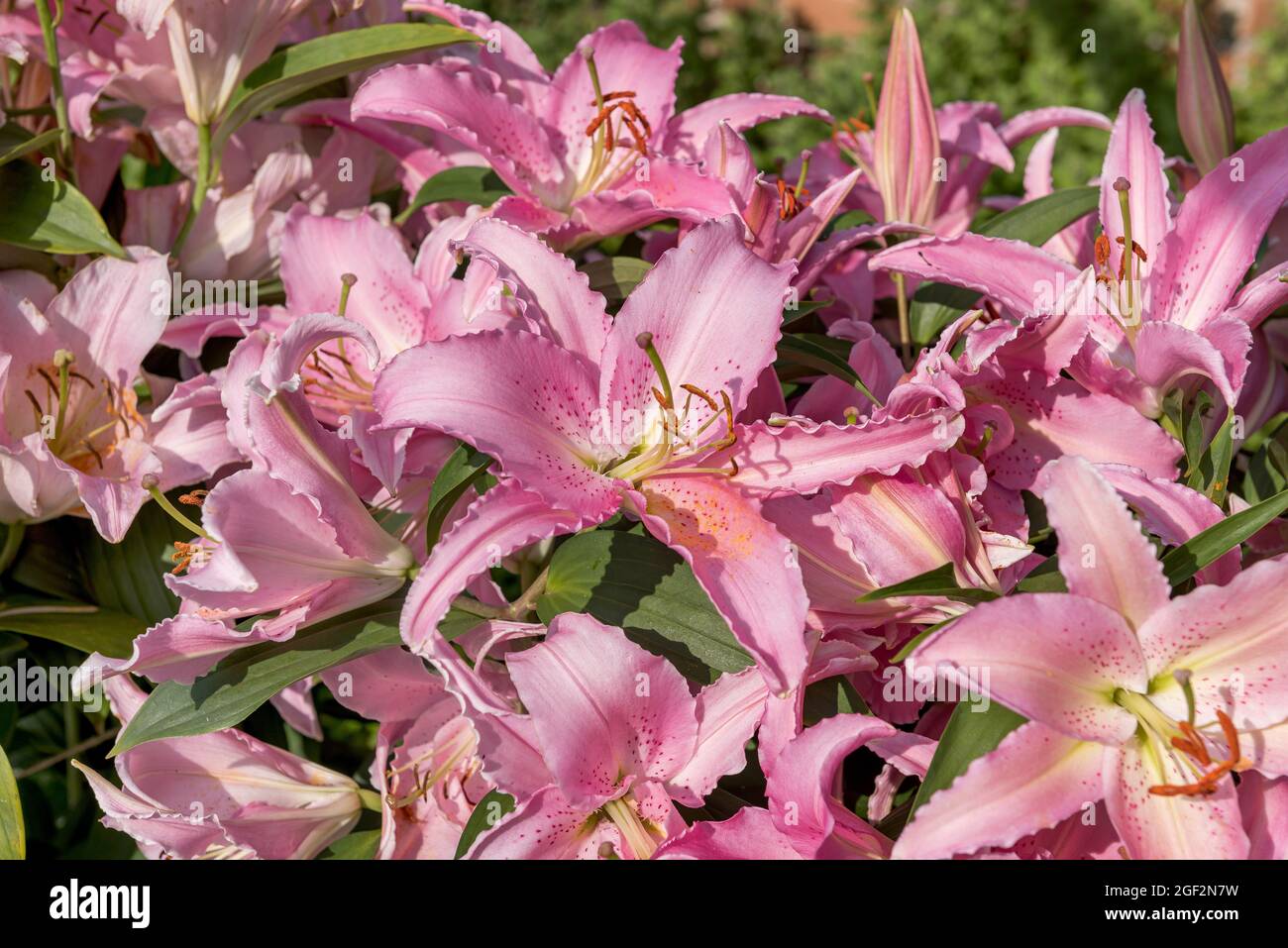 lily (Lilium 'Chelsea', Lilium Chelsea), flowers of cultivar Chelsea ...