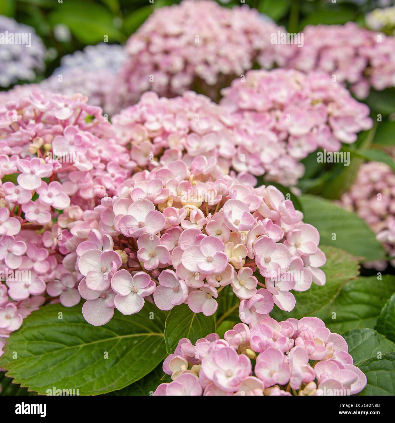 Garden hydrangea, Lace cap hydrangea (Hydrangea macrophylla 'Ayesha ...
