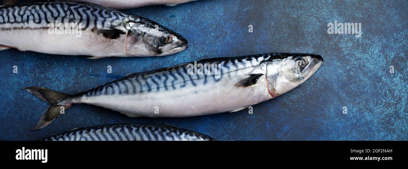 Raw mackerel fish with ingredients for cooking on a blue concrete or ...