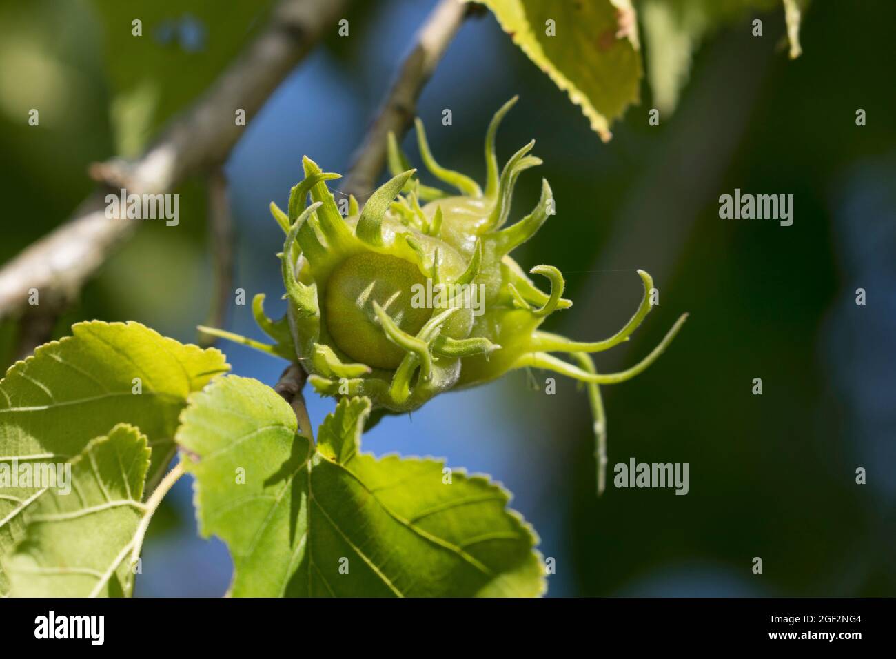 Corylus colurna hi-res stock photography and images - Alamy