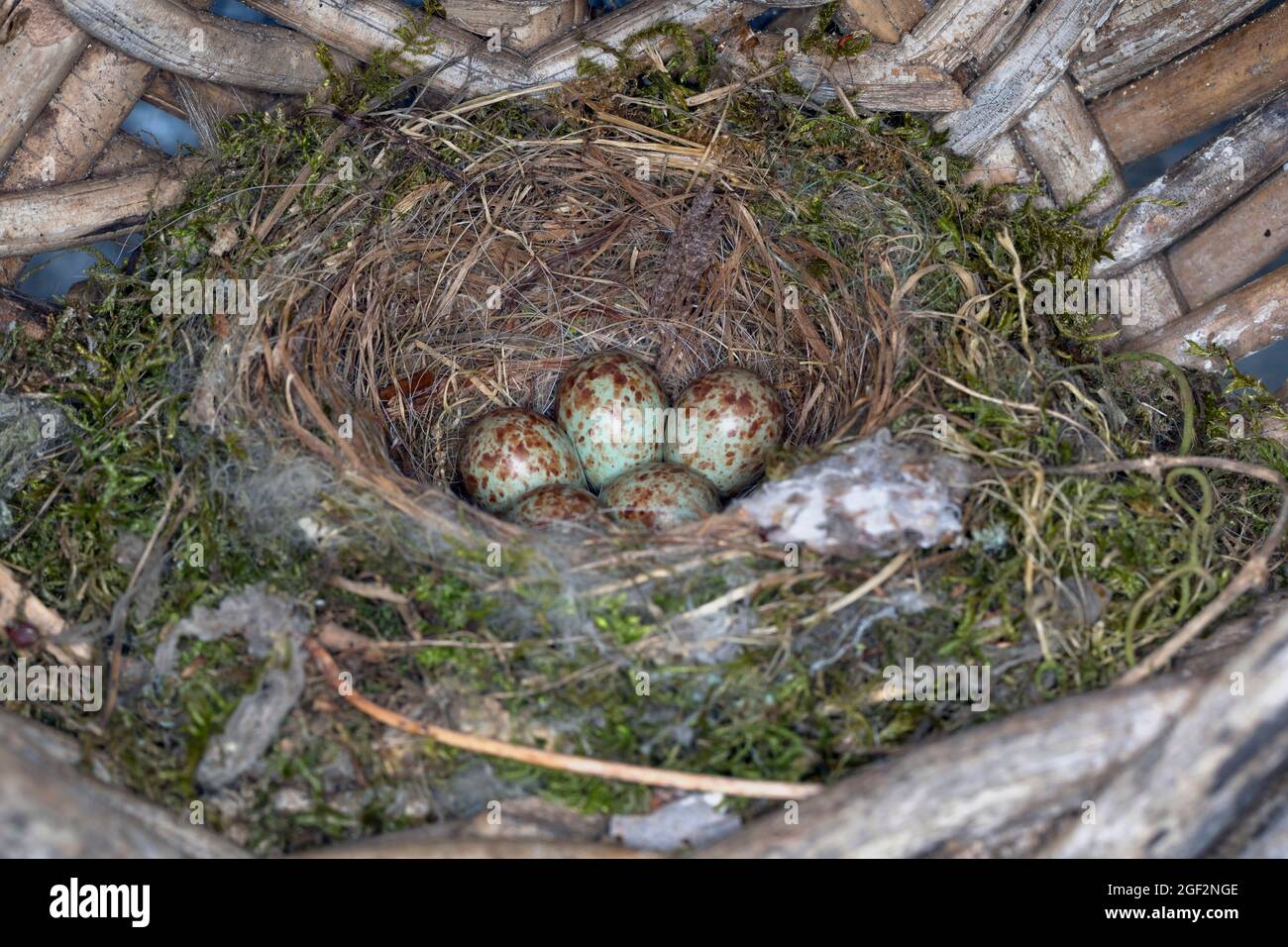 spotted flycatcher (Muscicapa striata), eggs in a nest in an old basket ...
