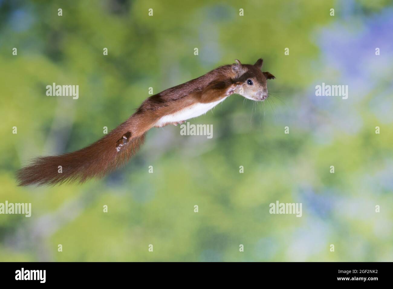 European red squirrel, Eurasian red squirrel (Sciurus vulgaris), in the ...