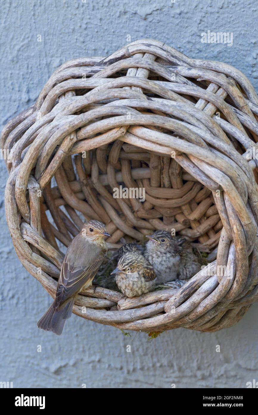 Old kipper hi-res stock photography and images - Alamy