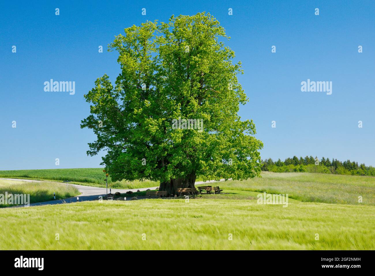 large-leaved lime, lime tree (Tilia platyphyllos), Linden tree of Linn ...
