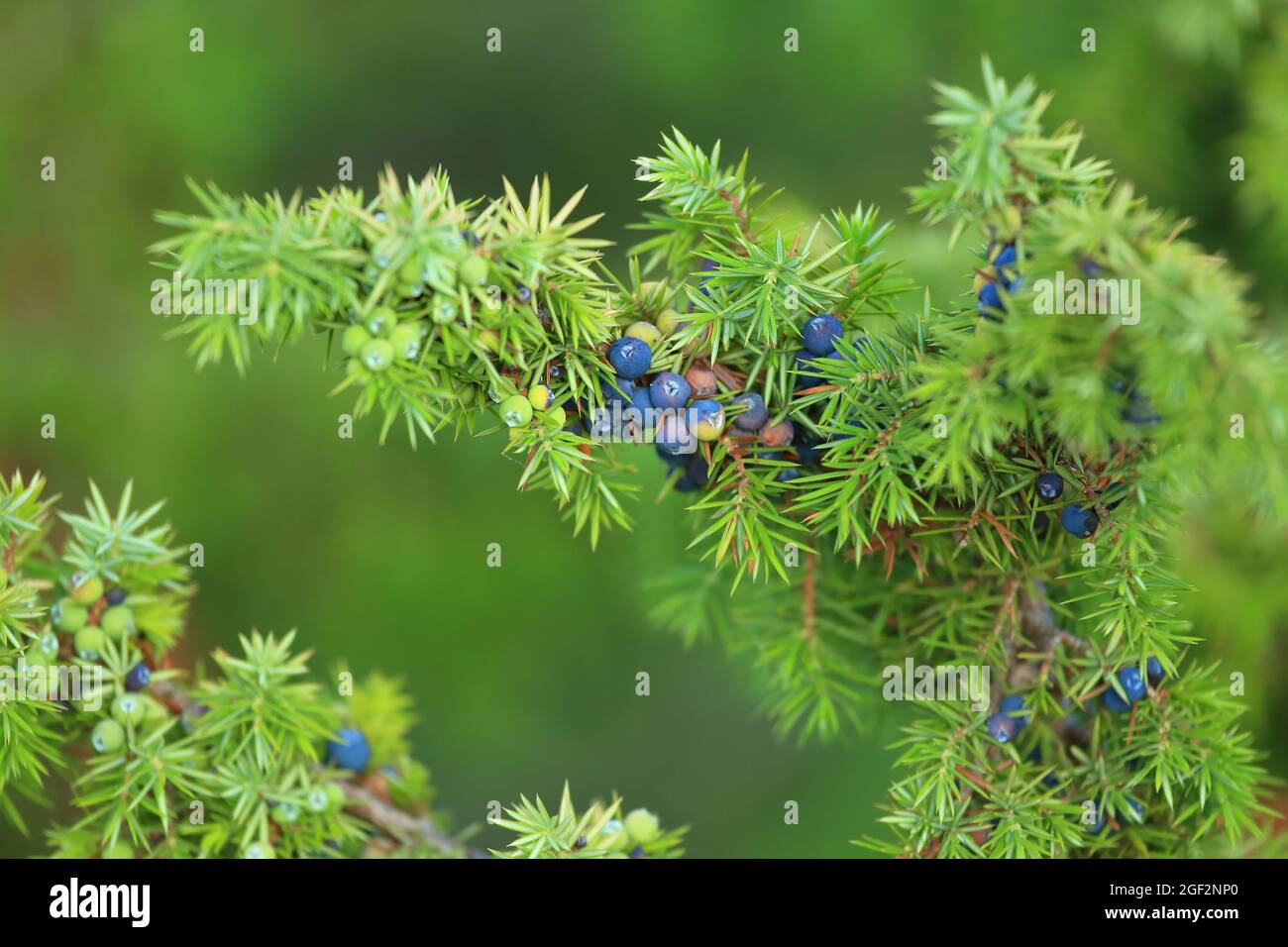 Common juniper berries on green tree Stock Photo - Alamy