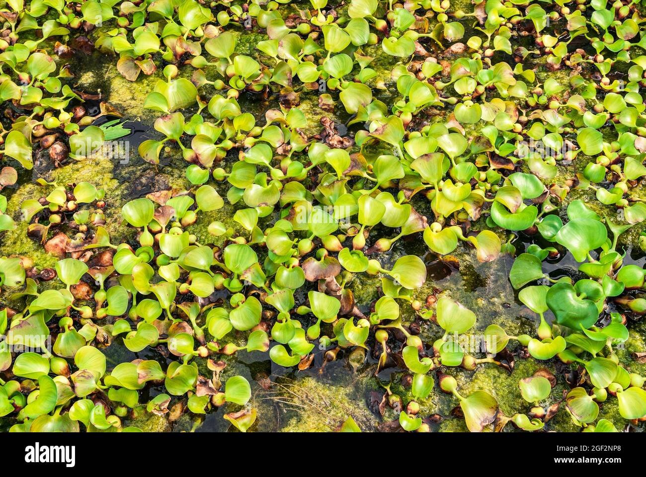 Lots of green Eichhornia crassipes aquatic plants in the lake Stock ...
