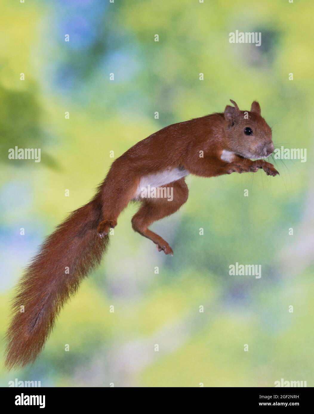 European red squirrel, Eurasian red squirrel (Sciurus vulgaris), in the ...