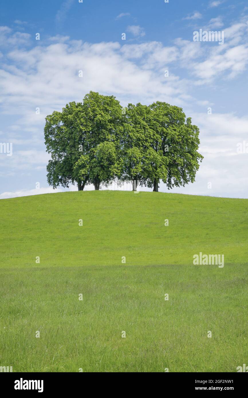 small-leaved lime, littleleaf linden, little-leaf linden (Tilia cordata ...