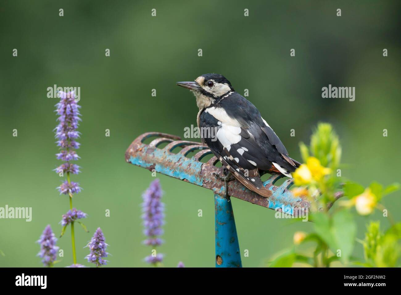Great spotted woodpecker (Picoides major, Dendrocopos major), on a ...