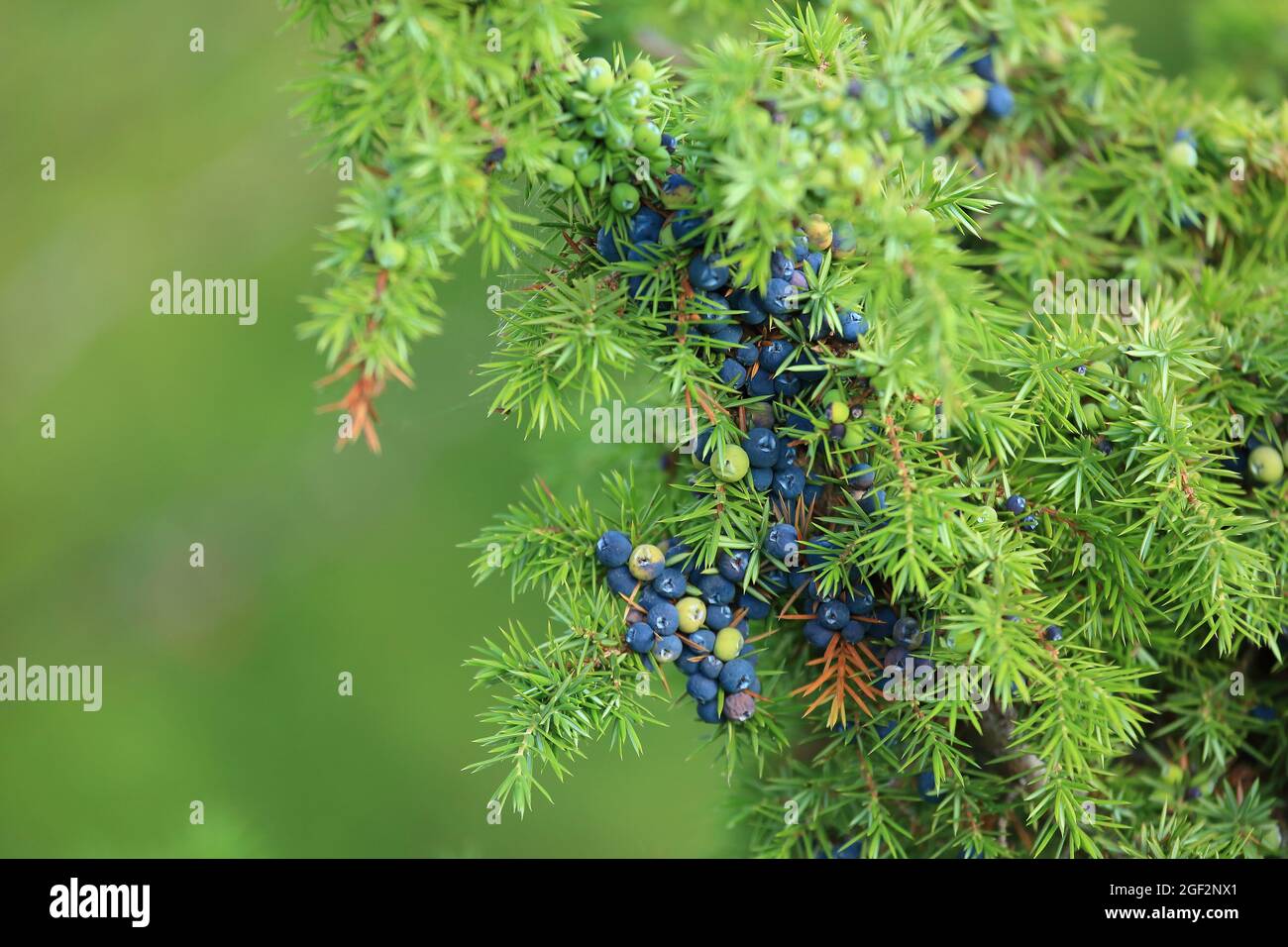 Common juniper berries on green tree Stock Photo - Alamy