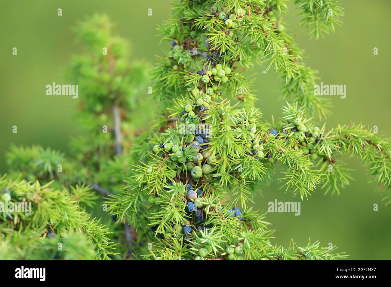 Common juniper forest hi-res stock photography and images - Alamy